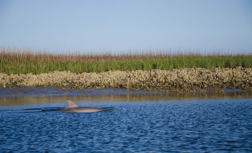 Photos of Edisto Beach - Edisto Chamber of Commerce